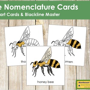Parts of a Honey Bee Nomenclature 3-part Cards Montessori - Etsy Canada