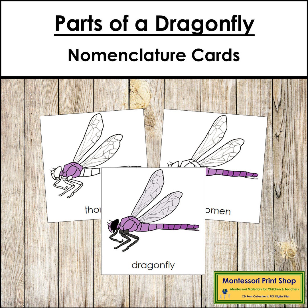 Parts of a Dragonfly Nomenclature 3-part Cards - Montessori Zoology ...