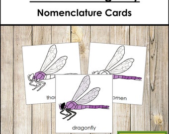 Montessori 3 Part Cards Parts of a Dragonfly - Etsy
