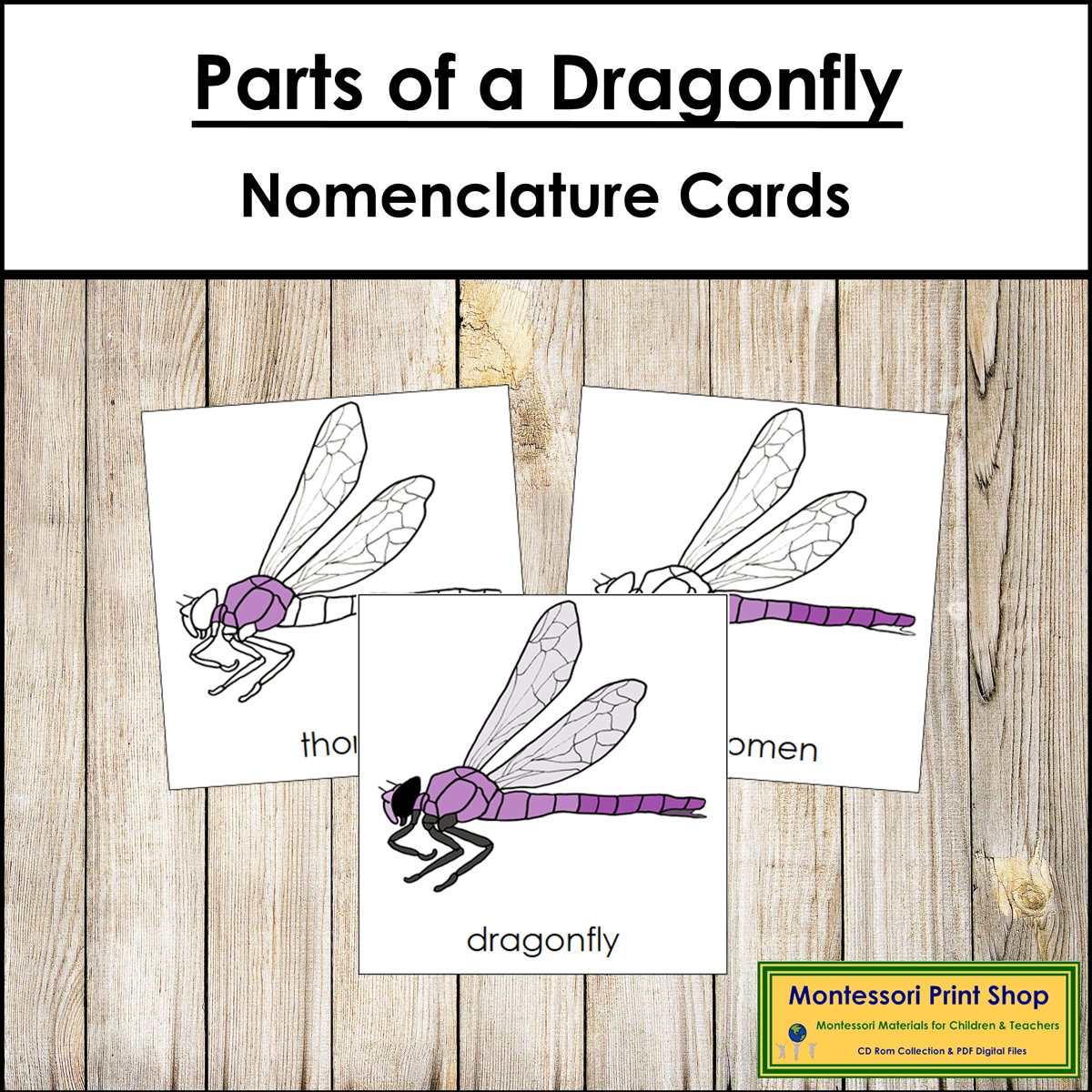 Parts of a Dragonfly Nomenclature 3-part Cards Montessori - Etsy