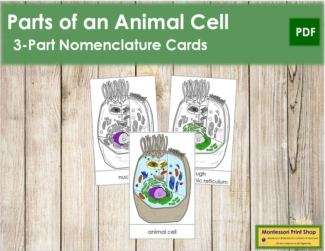 Parts of an Animal Cell Nomenclature Cards Science - Etsy