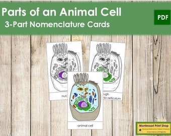 Animal Cell Cards - Etsy