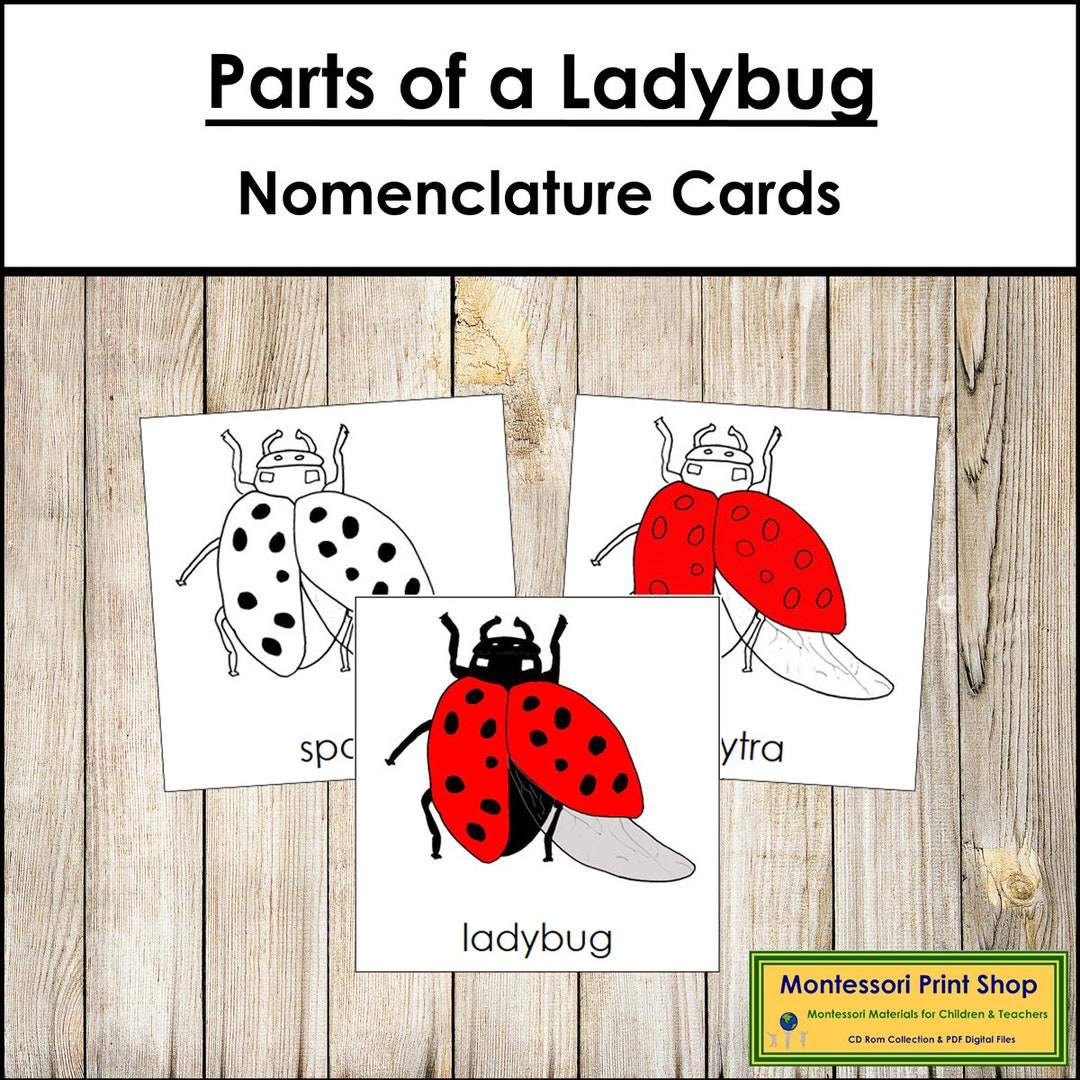 Parts of a Ladybug Nomenclature 3-part Cards - Montessori Zoology ...