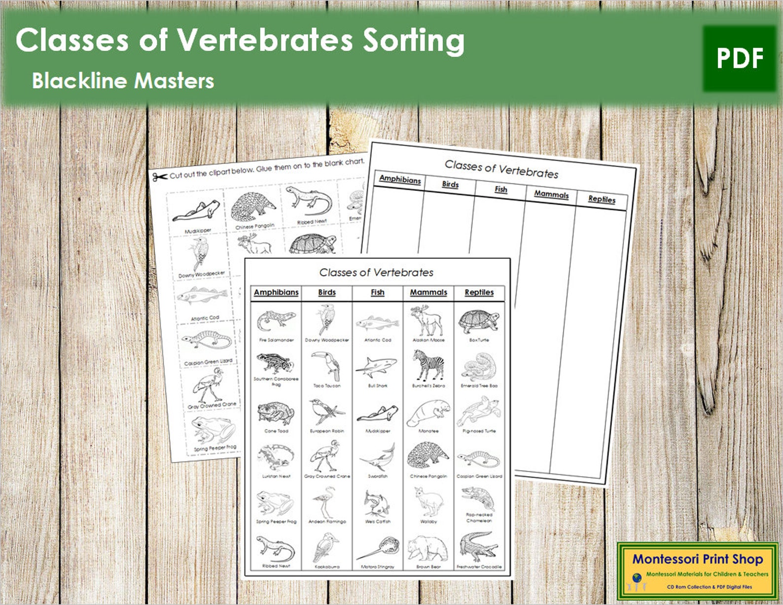 Classes of Vertebrates Sorting Blackline Masters Zoology | Etsy