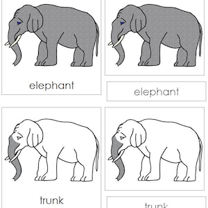 Parts of an Elephant Nomenclature 3-part Cards & Blackline Master ...
