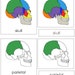Parts of a Skull Nomenclature 3-part Cards Science Printable Montessori ...