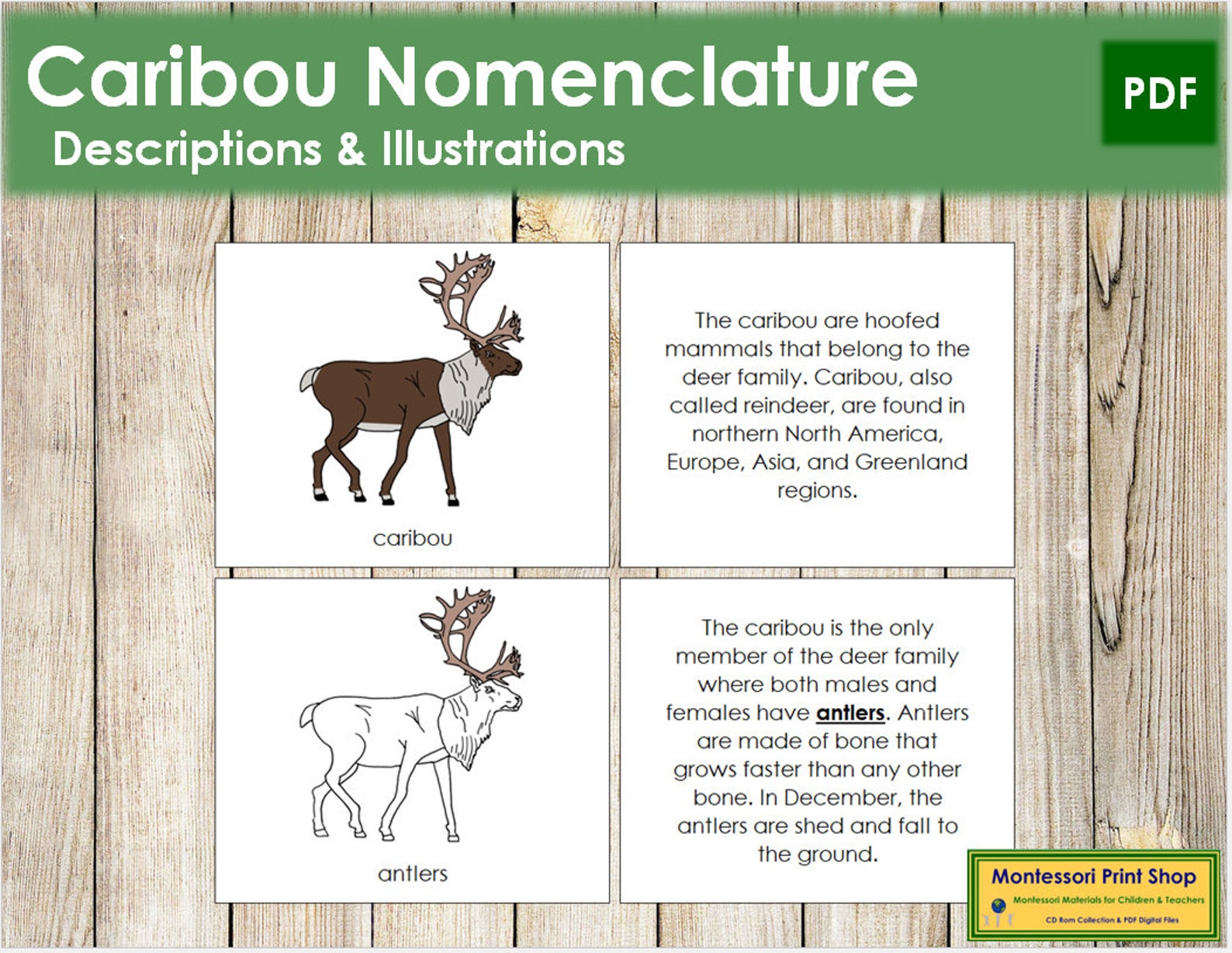Parts of a Caribou Nomenclature Book Montessori Zoology - Etsy