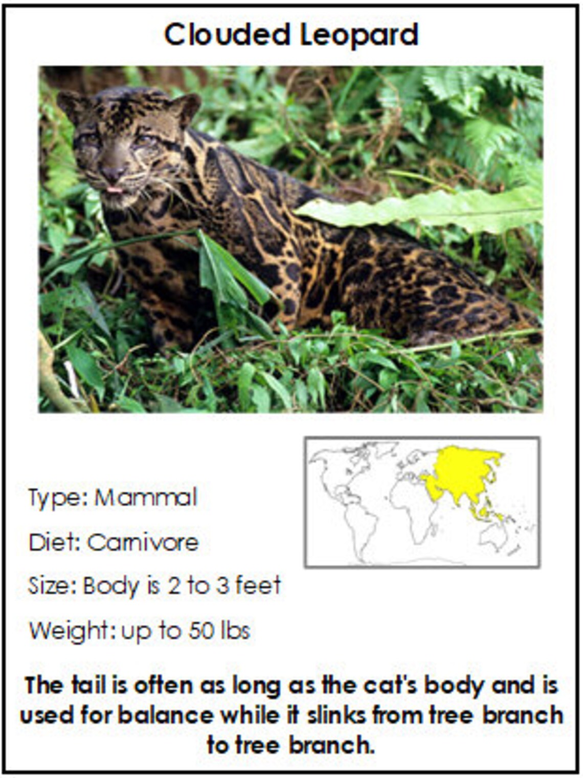 Animals of Asia Facts & Picture Cards color-coded | Etsy