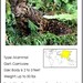 Animals of Asia Facts & Picture Cards color-coded Montessori Zoology ...