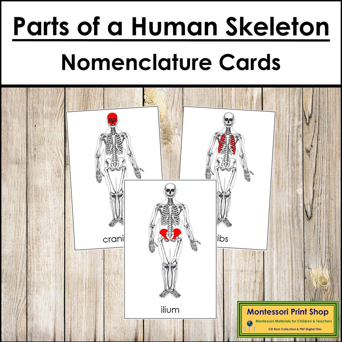 Parts of a Human Skeleton Nomenclature 3-part Cards Science - Etsy