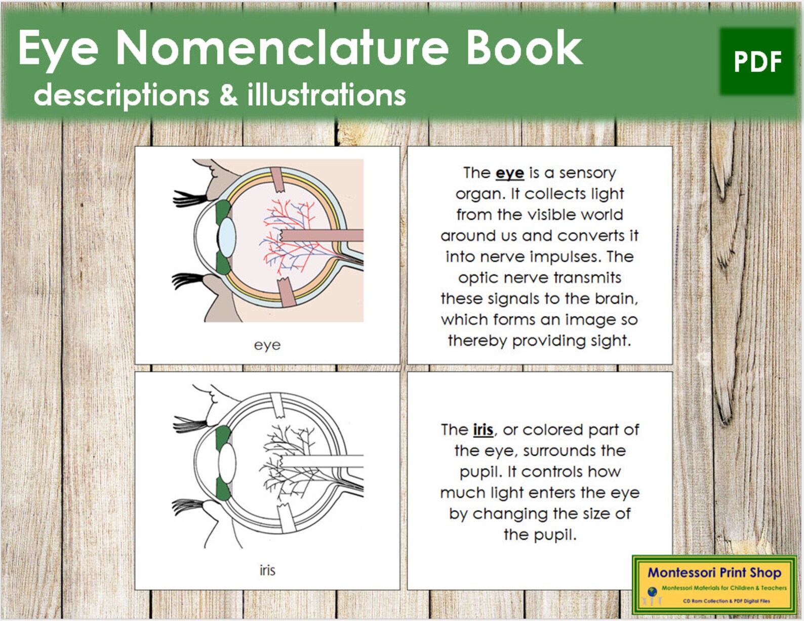 Parts of a Human Eye Nomenclature Book Science Printable - Etsy Canada