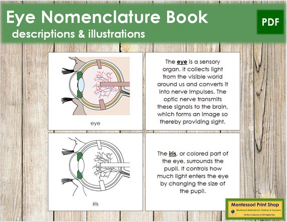 Parts of a Human Eye Nomenclature Book Science Printable - Etsy