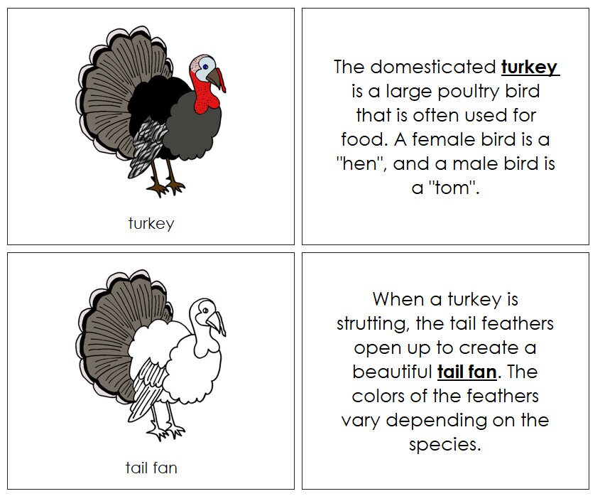 Parts of a Turkey Nomenclature Book - Montessori Zoology (digital ...