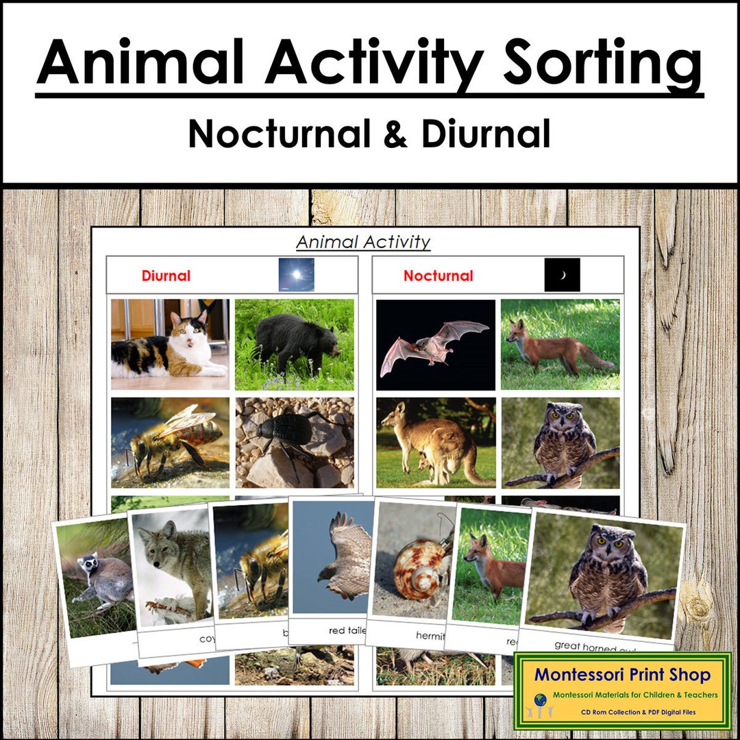 Animal Activity Sorting nocturnal and Diurnal Sorting Cards - Etsy