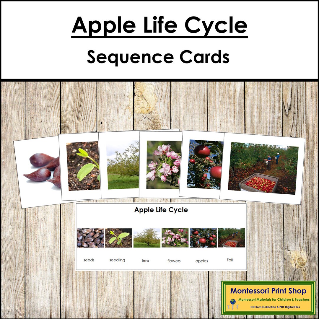 Apple Life Cycle Sequence Cards - Montessori Nomenclature - Printable ...