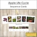Apple Life Cycle Sequence Cards - Montessori Nomenclature (digital ...