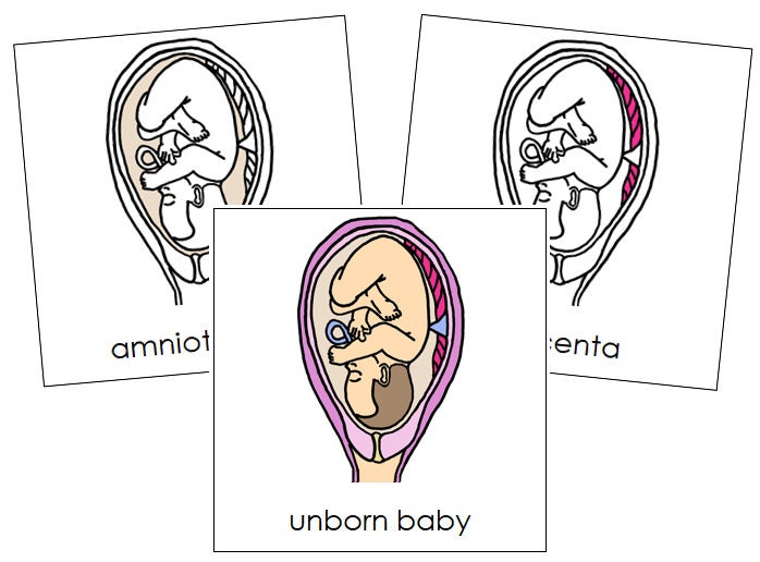 Partes de una nomenclatura del embarazo Tarjetas de 3 partes - Etsy México