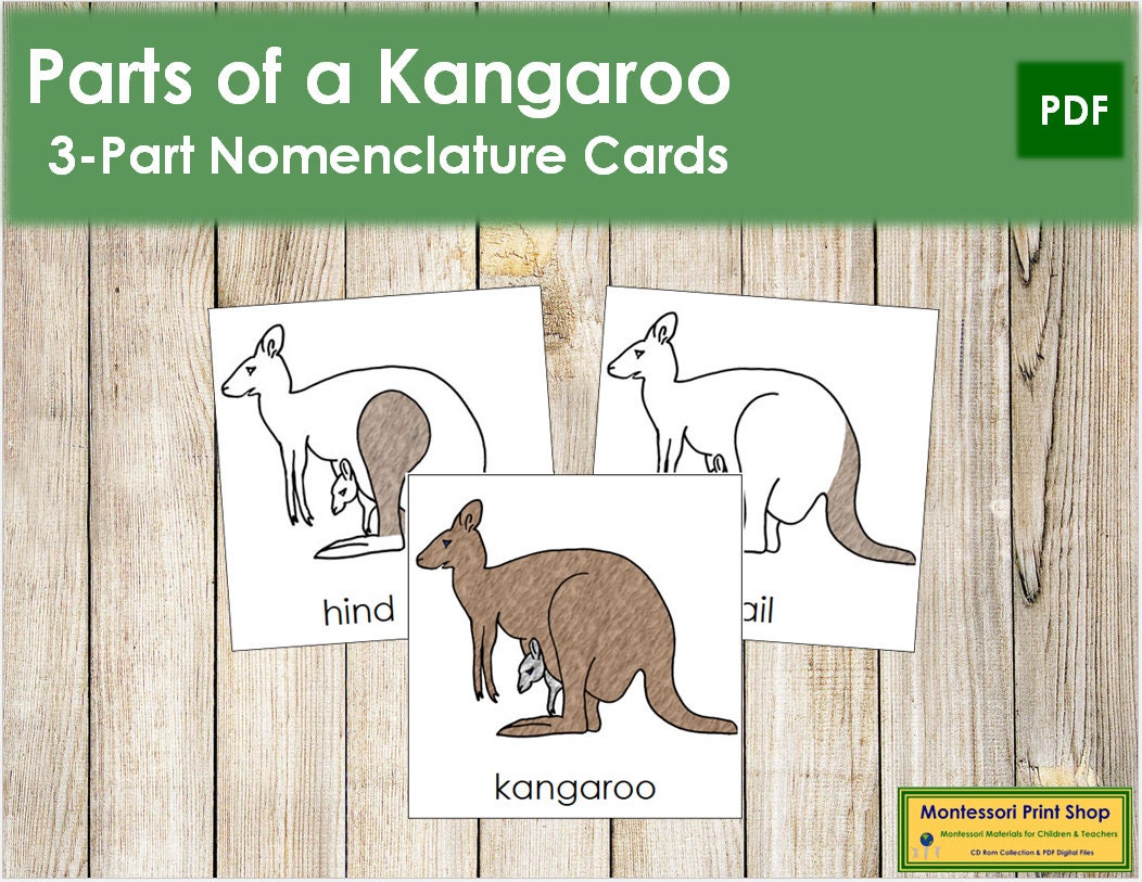 Parts of a Kangaroo Nomenclature 3-part Cards Montessori - Etsy
