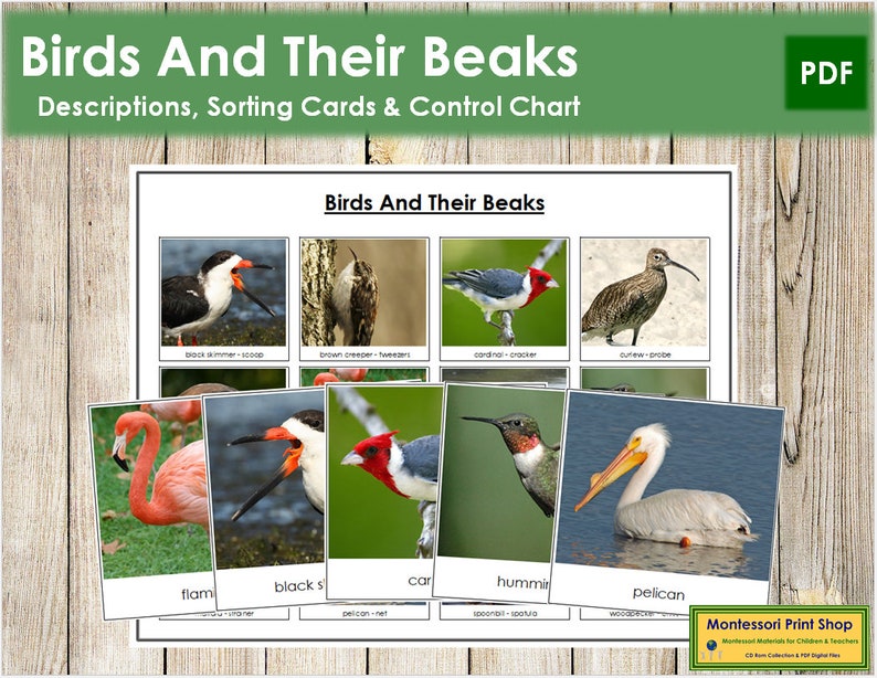 Birds and Their Beaks Information Sorting Cards & Control - Etsy