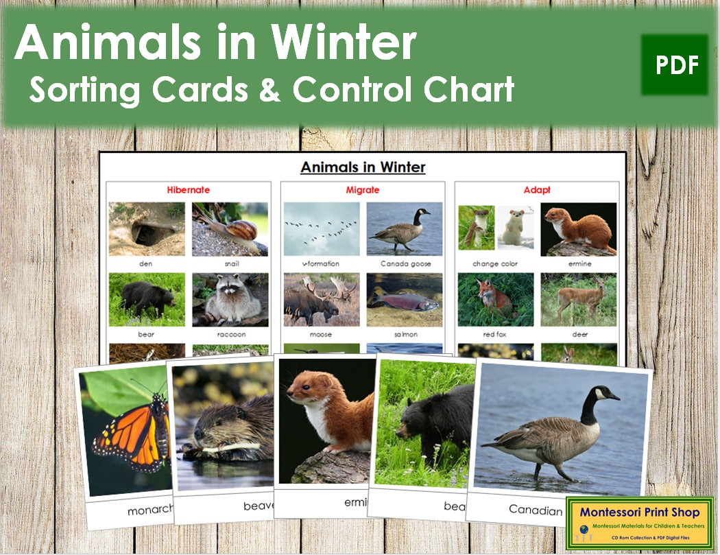 Animals That Estivate