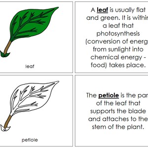 Parts of a Leaf Nomenclature Book Montessori Botany | Etsy