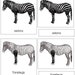 Parts of a Zebra Nomenclature 3-part Cards Zoology Printable Montessori ...