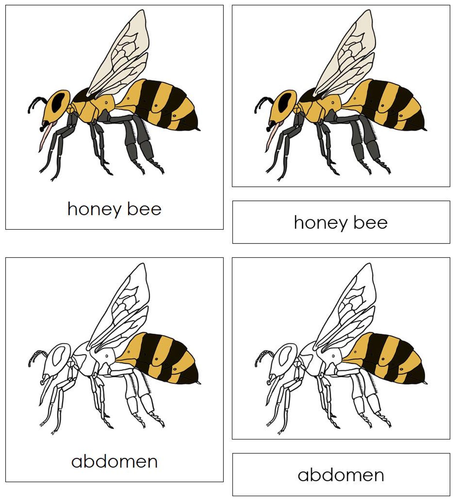 Parts of a Honey Bee Nomenclature 3-part Cards & Blackline Master ...