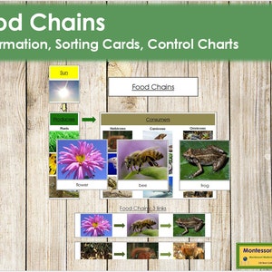 Food Chain Cards & Charts Printable Montessori Science Cards - Etsy Canada
