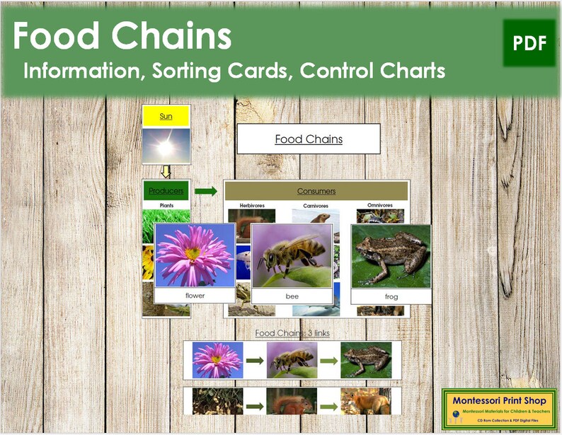 Food Chain Cards & Charts Printable Montessori Science Cards - Etsy Canada