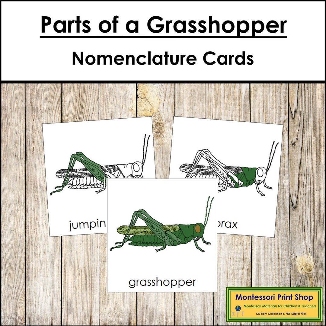 Parts of a Grasshopper Nomenclature 3-part Cards - Montessori Zoology ...