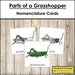 Parts of a Grasshopper Nomenclature 3-part Cards - Montessori Zoology ...