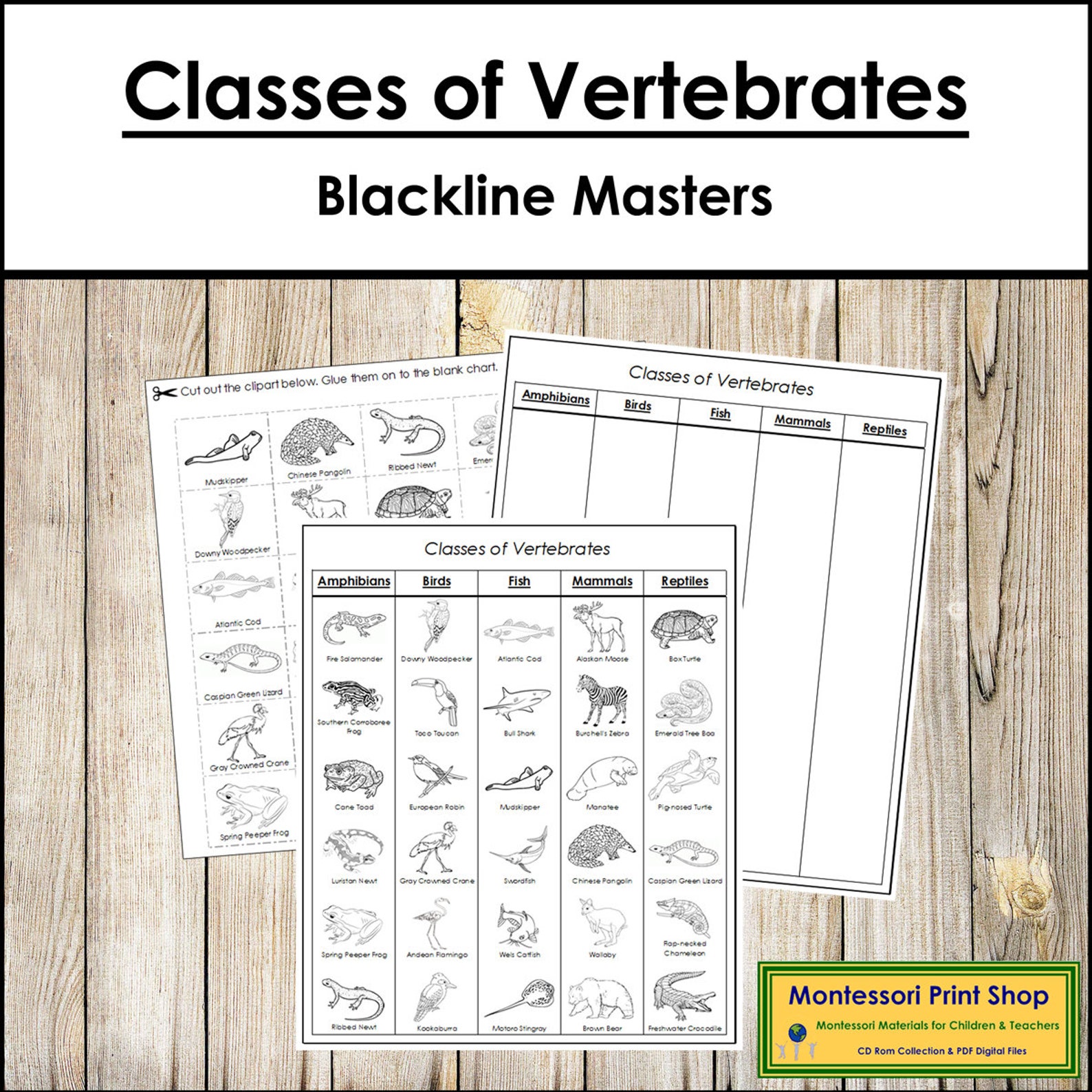Classes of Vertebrates Sorting Blackline Masters Zoology - Etsy