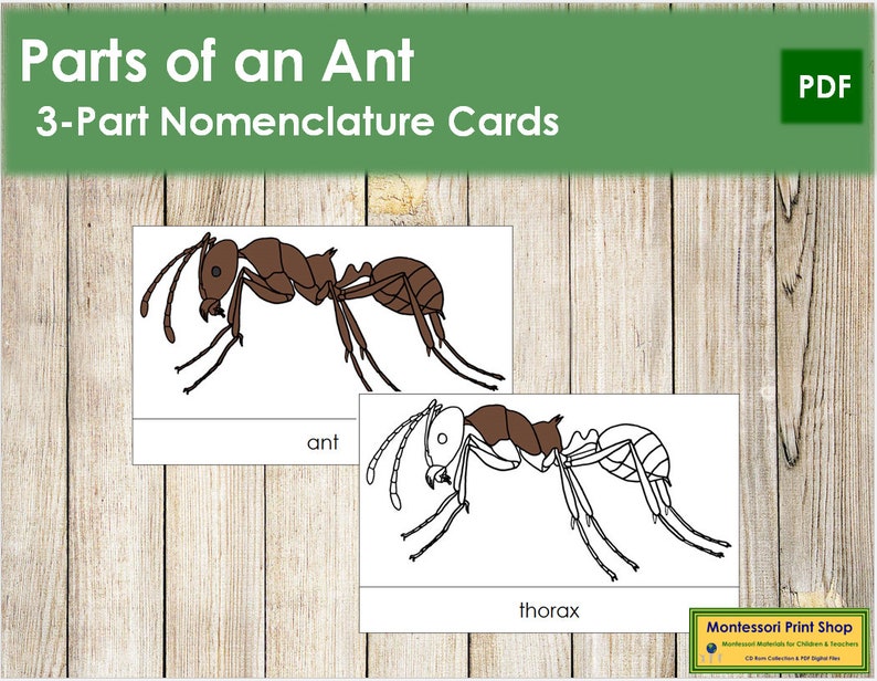 Parts of an Ant Nomenclature 3-part Cards Montessori Zoology - Etsy