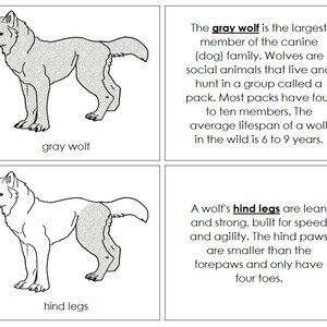 Parts of a Gray Wolf Nomenclature Book - Montessori Zoology - Printable ...
