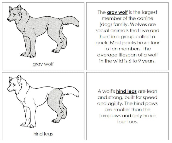 Wolf Diagram For Kids