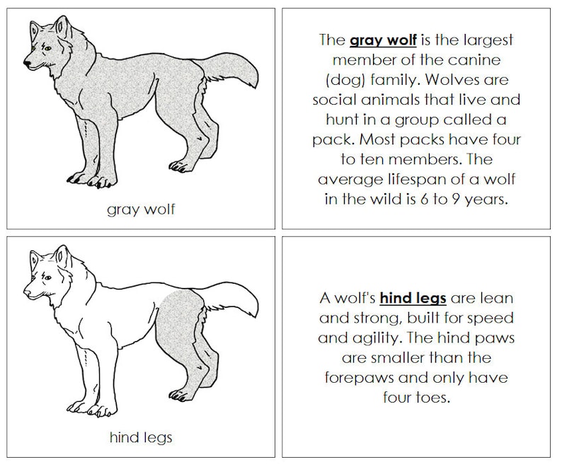 Parts of a Gray Wolf Nomenclature Book Montessori Zoology - Etsy