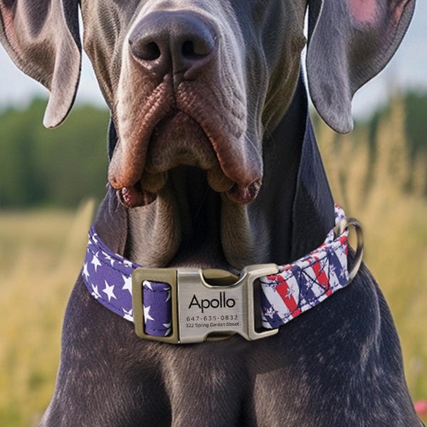 Fun Dog Collar - Etsy