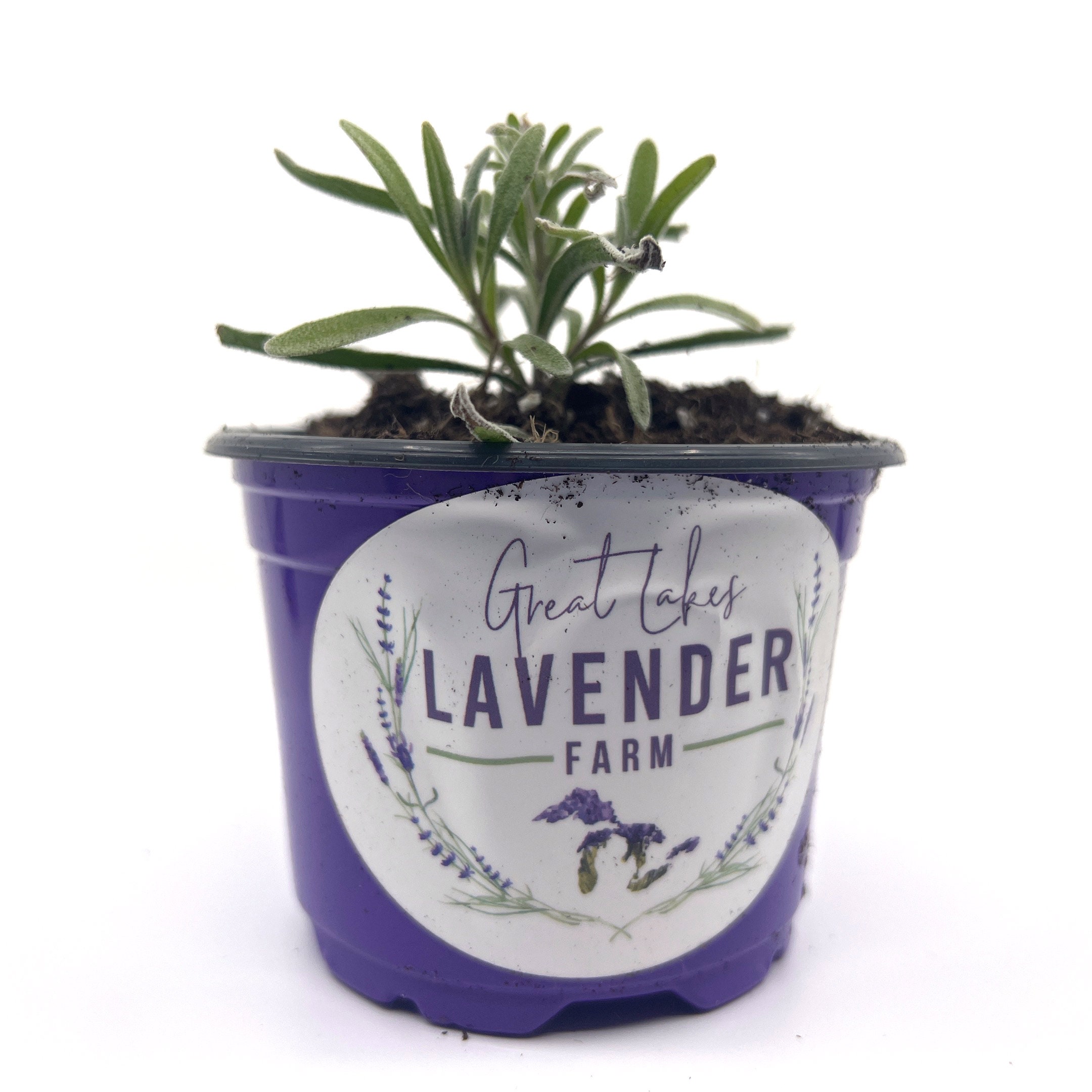 Silver Mist Lavender Live Plants & Plugs Lavandula Angustifolia - Etsy