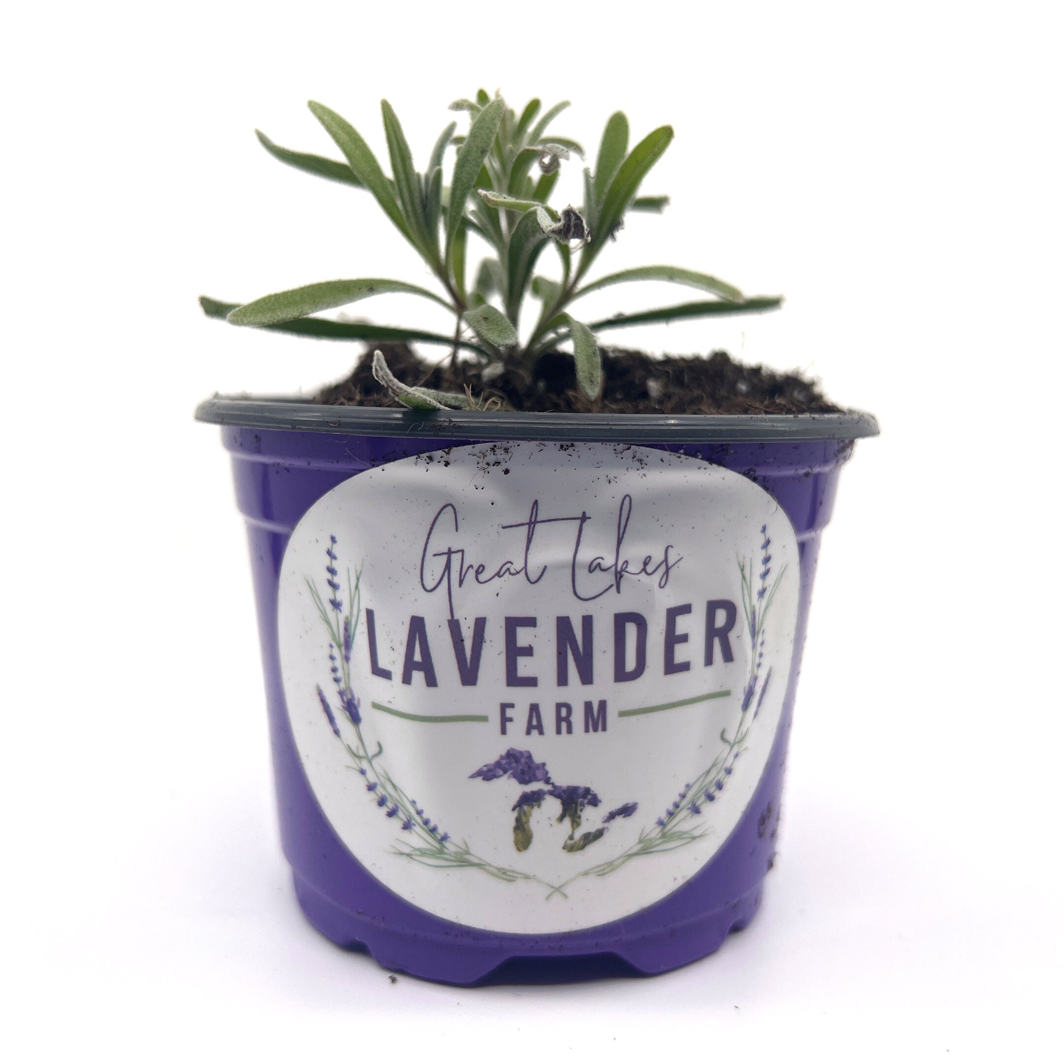 Silver Mist Lavender Live Plants & Plugs Lavandula Angustifolia - Etsy