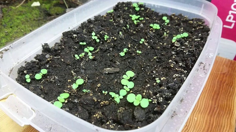 Empress Tree Princess Tree Paulownia Tomentosa Tree Seeds - Etsy