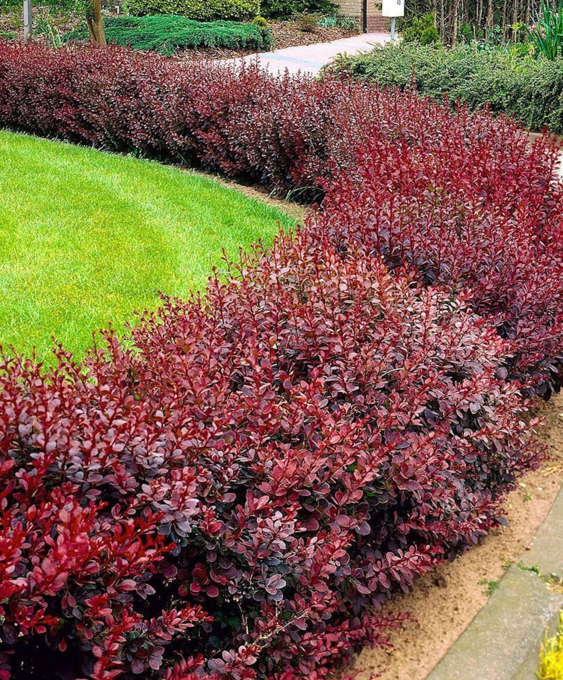 Purple Japanese Barberry Berberis Thunbergii Atropurpurea | Etsy