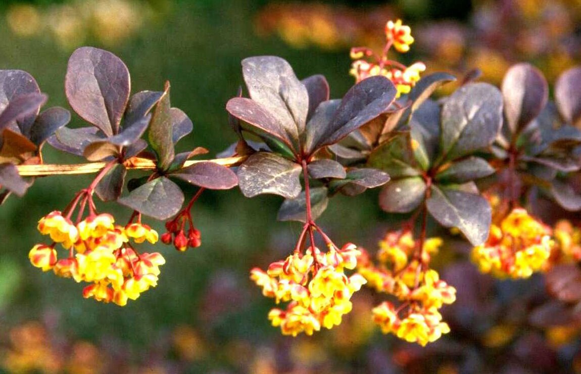 Purple Japanese Barberry Berberis Thunbergii Atropurpurea | Etsy