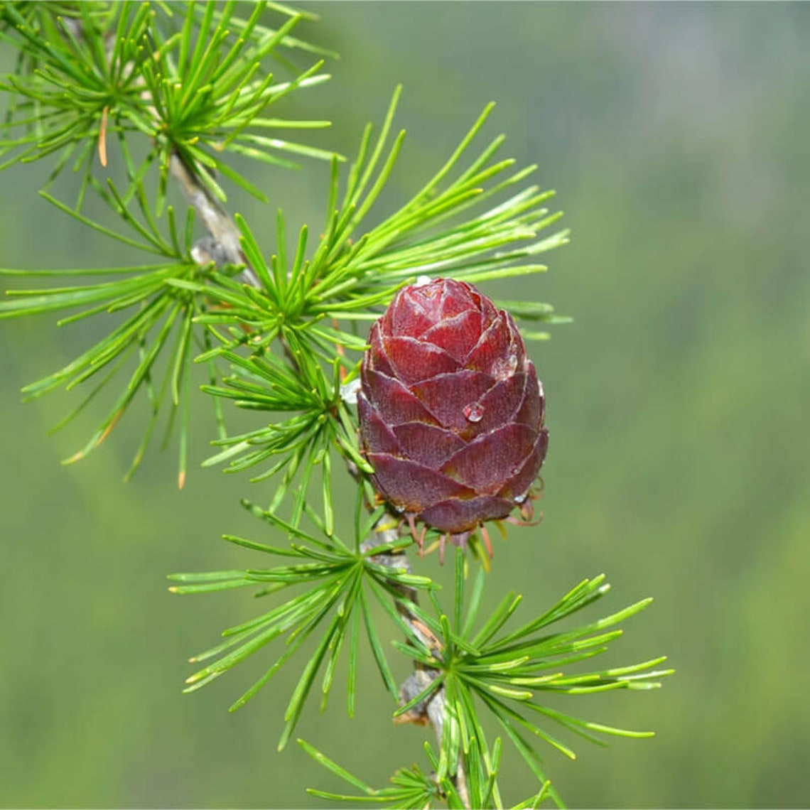 European Larch Larix Decidua .5g Approx 125 Seeds - Etsy UK