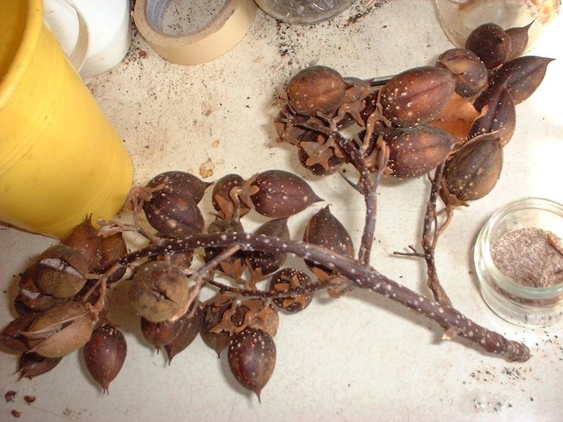 Empress Tree Princess Tree Paulownia Tomentosa Tree Seeds - Etsy