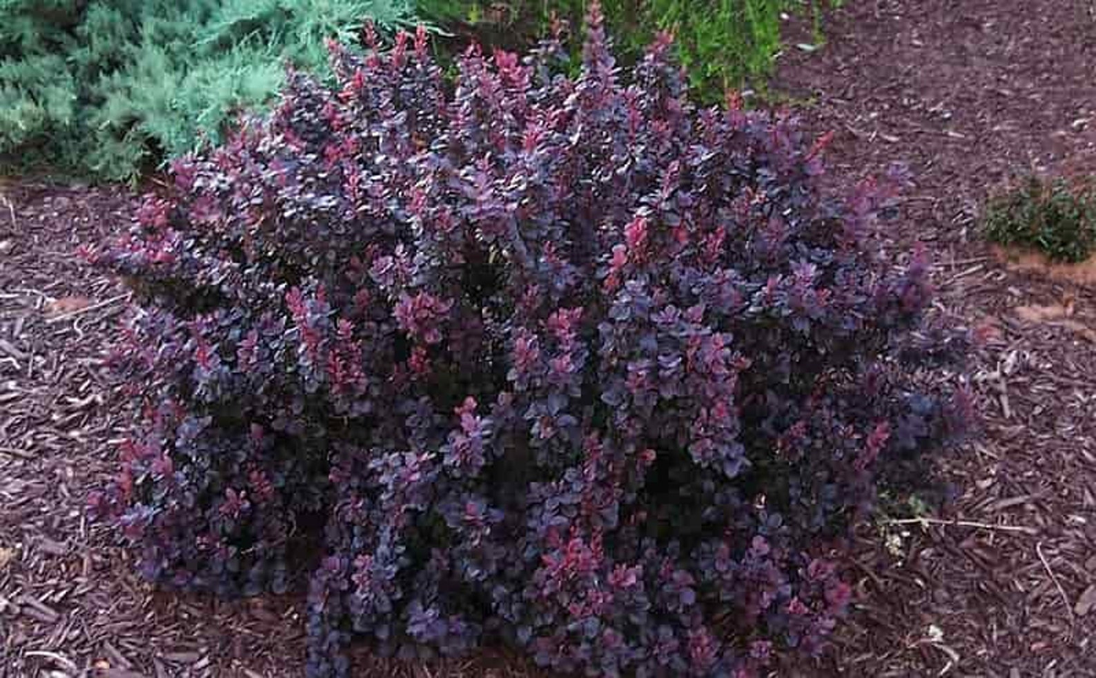 Purple Japanese Barberry Berberis Thunbergii Atropurpurea | Etsy