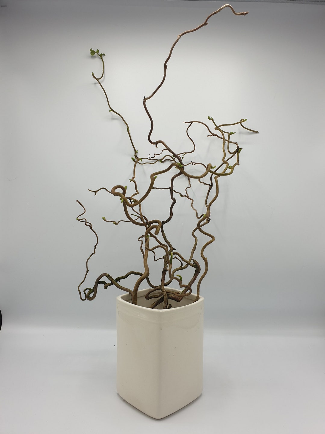 Bouquet of Twisted Hazel Branches / Twigs Approximately 20/24 - Etsy