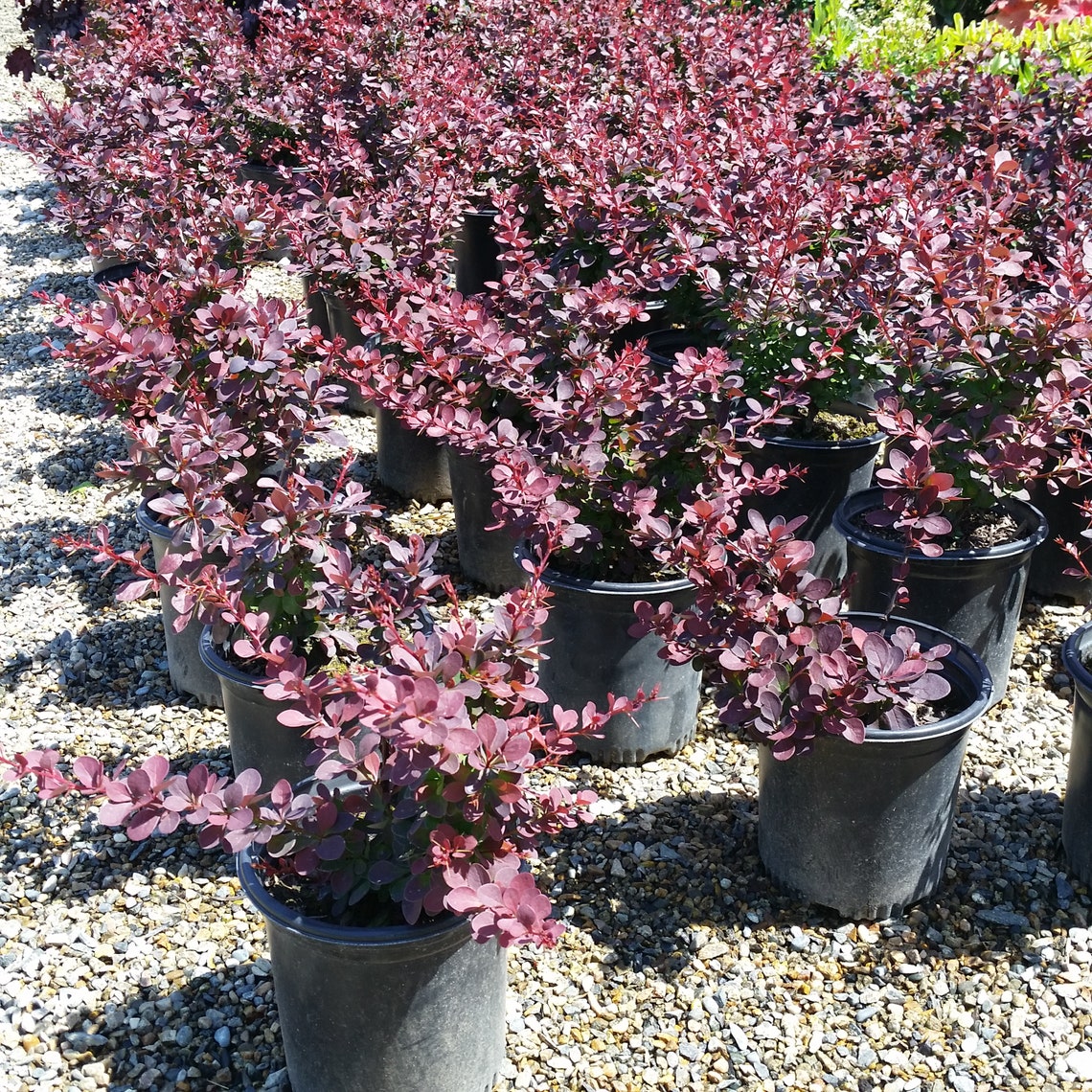 Purple Japanese Barberry berberis Thunbergii Atropurpurea - Etsy Canada