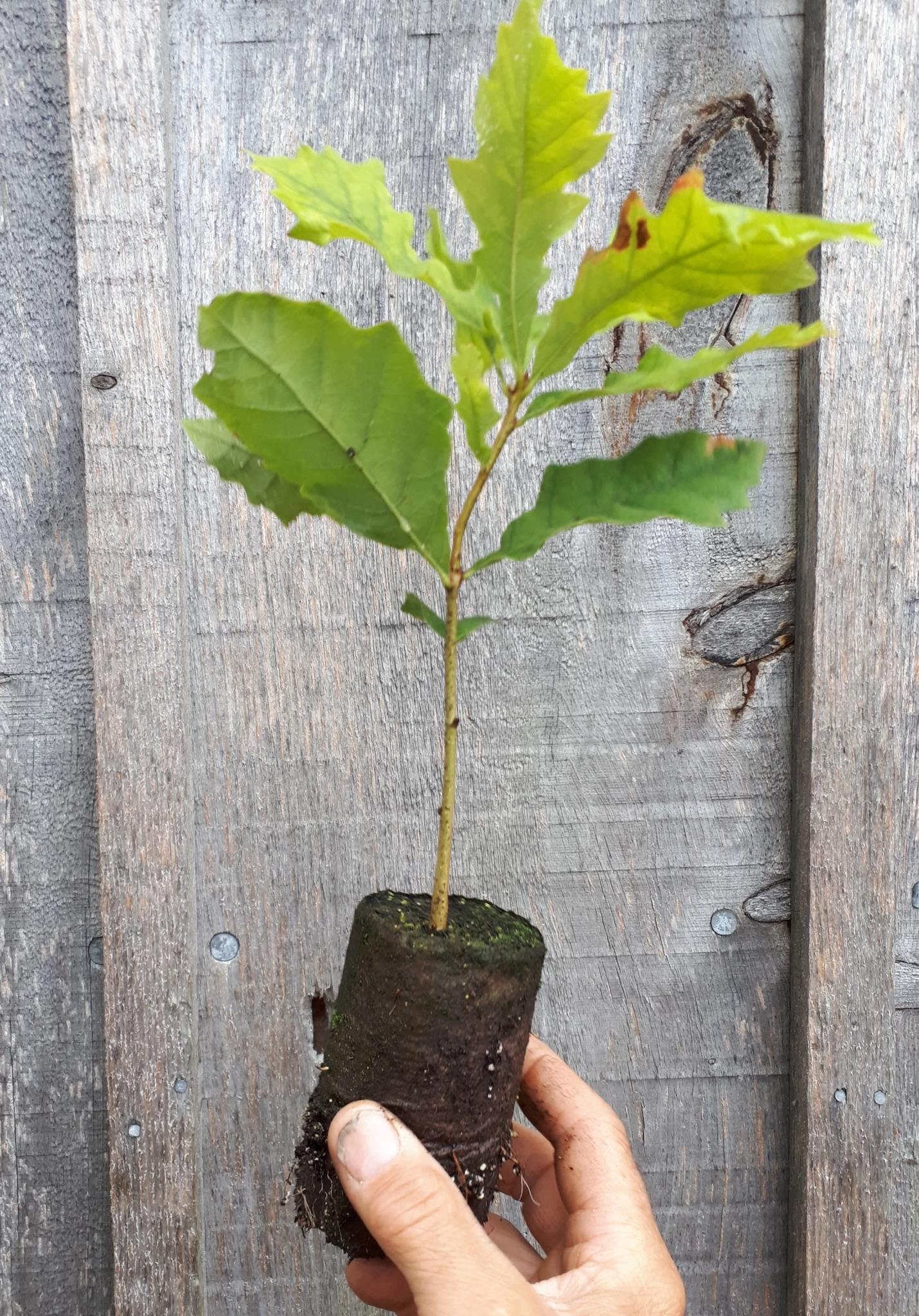 Irish Oak Tree National Tree of Ireland 1-2 Year Old Tree - Etsy Ireland