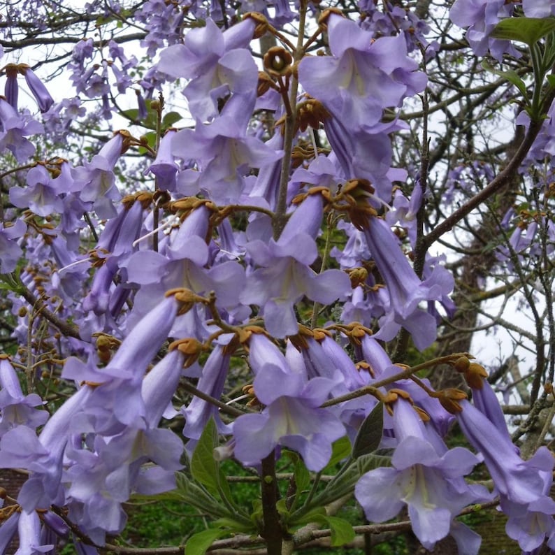 Empress Tree Princess Tree Paulownia Tomentosa Tree Seeds - Etsy