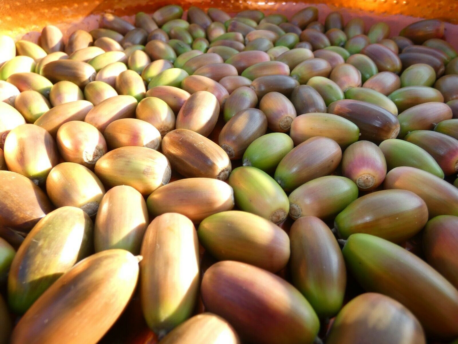 Irish Oak Tree seeds X 16 National tree of Ireland SESSILE | Etsy